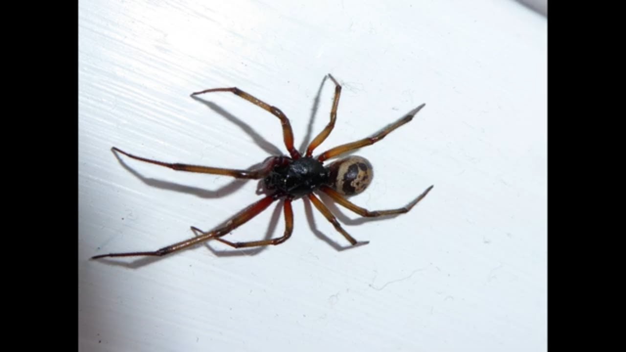 False widow spider - Steatoda nobilis - male - YouTube