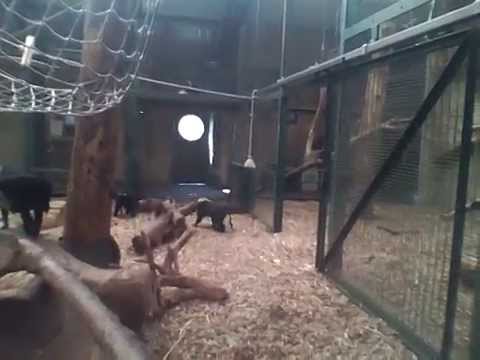 Chester Zoo (Monkey House) - YouTube