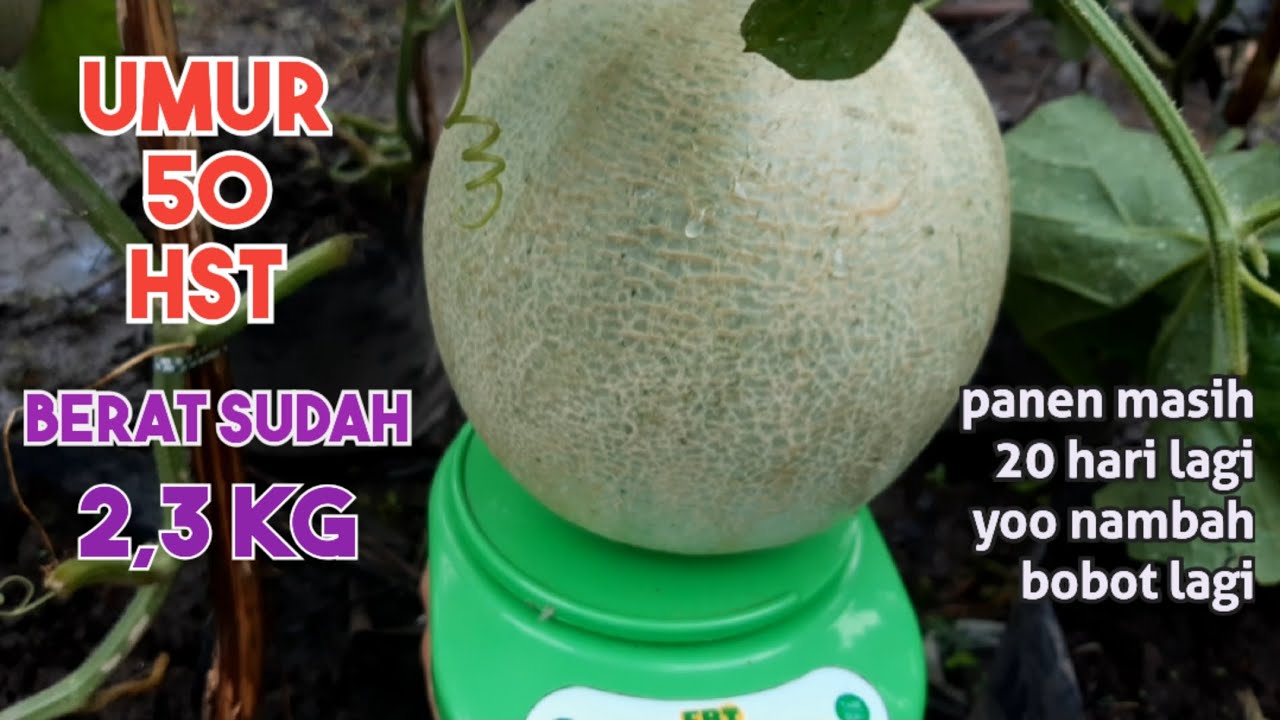 MELON MERLIN USIA 50 HST BOBOT SUDAH 2,3 Kg - YouTube