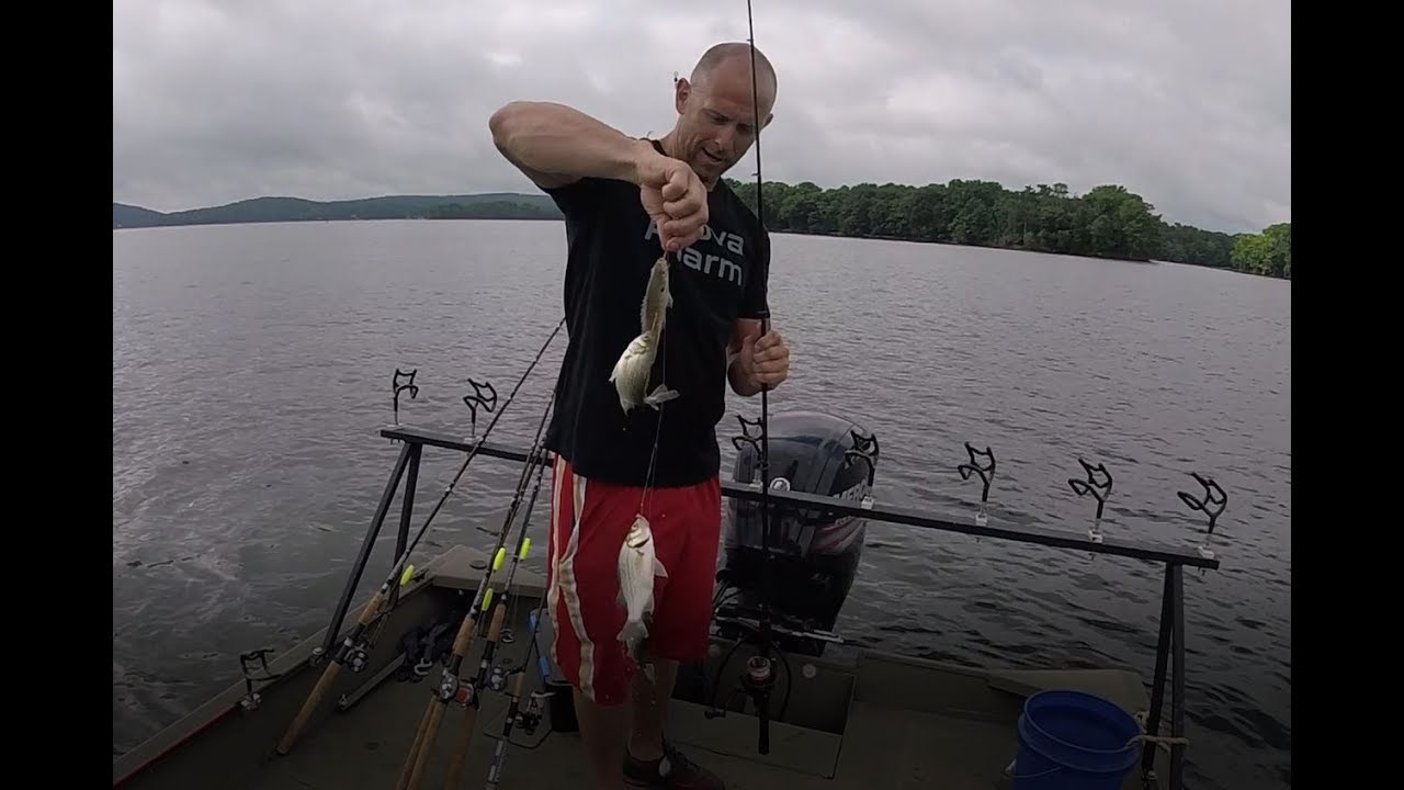 Catching White Perch for catfish bait! - YouTube
