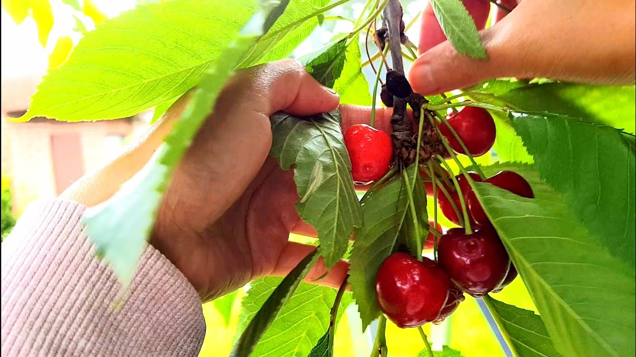 LET'S PICK UP CHERRIES - FRIEND'S BACKYARD - YouTube