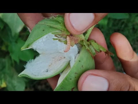 Pink boll worm veryfing. - YouTube