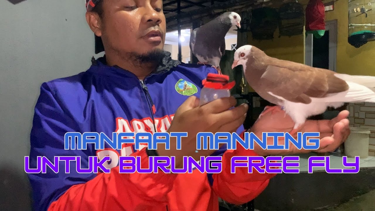 Manfaat Manning Buat Burung Merpati Free Fly - YouTube