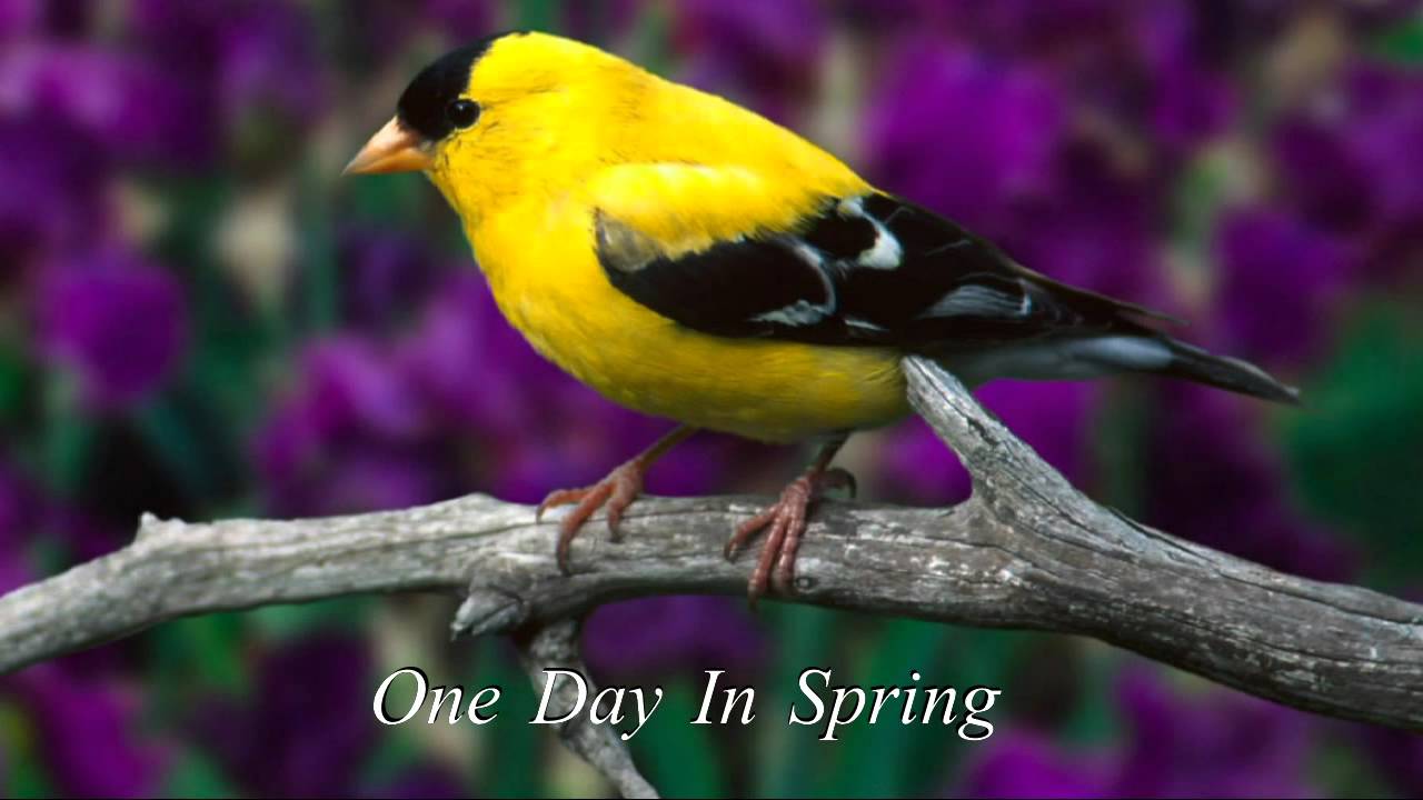 One Day In Spring - Bandari - YouTube