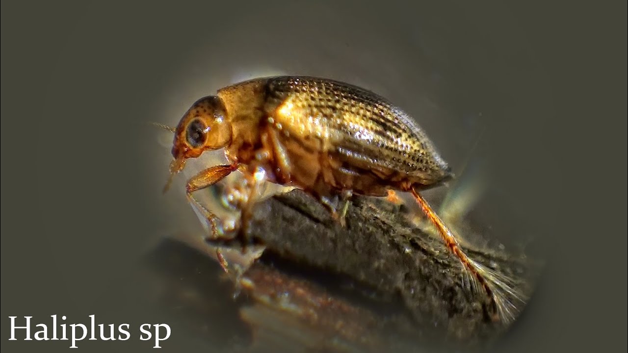 Haliplus sp - YouTube