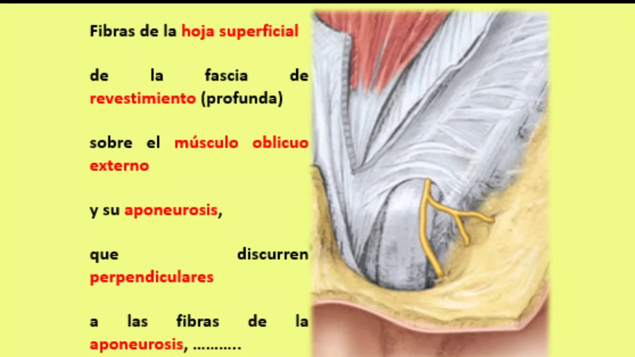 Región inguinal Parte II - YouTube