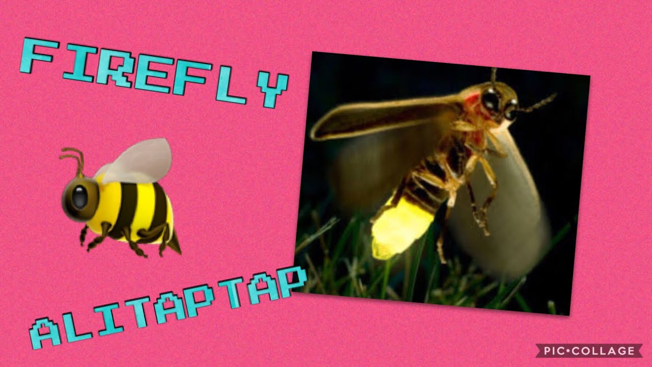 ALITAPTAP / FIREFLY IN OUR HOUSE 😱🧐 - YouTube