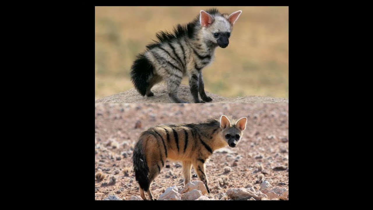 Baby Aardwolf are kinda cute - YouTube