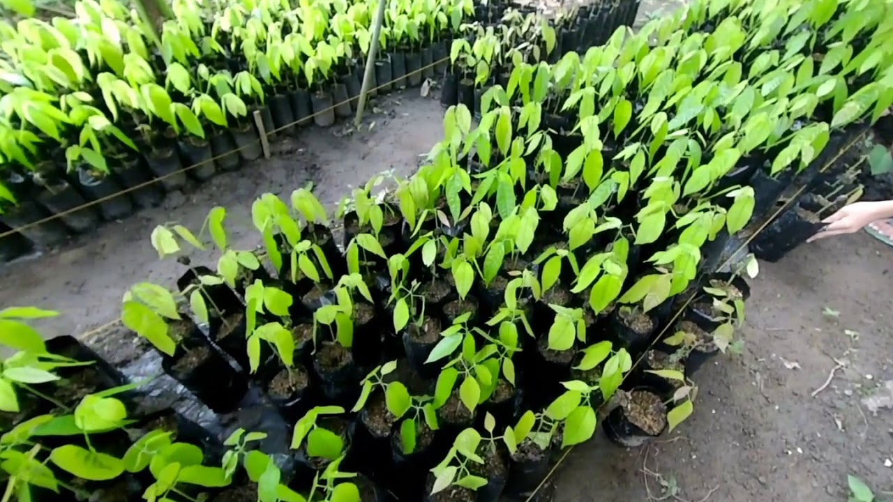 Cacao Farming: Cacao Nursery Establishment / 20 Days Old Seedlings # ...