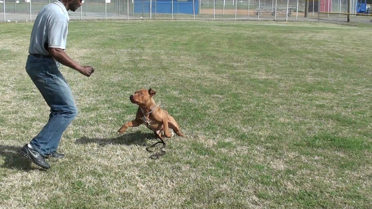 Nashville Dog Trainer Guy 022: Training a Pitbull Intermediate ...