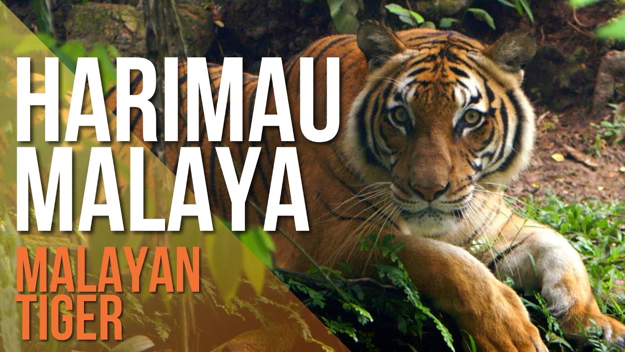 Harimau Terancam di Malaysia (Critically Endangered Malayan Tiger ...