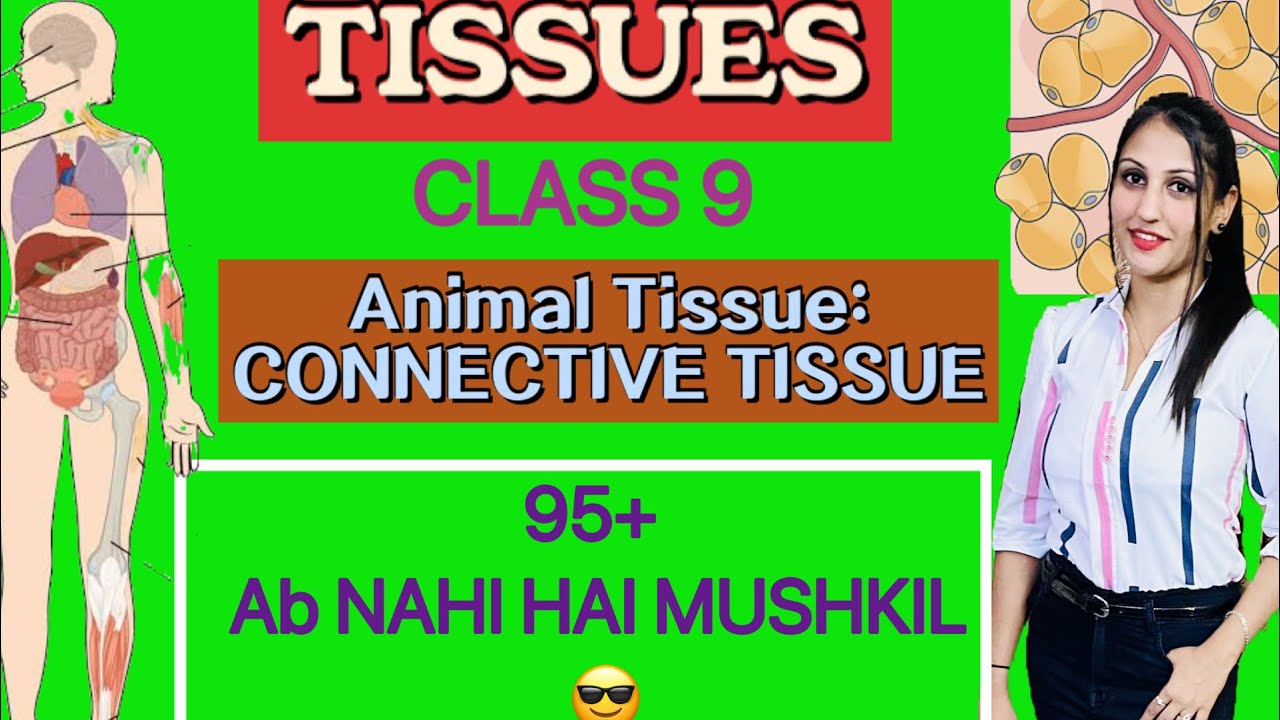 animal tissues class 9 | connective tissue class 9 - YouTube