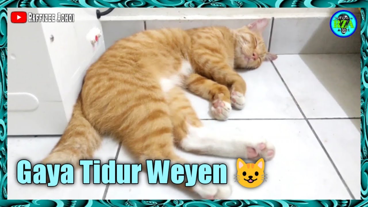 Gaya Tidur Weyen 😺 - YouTube