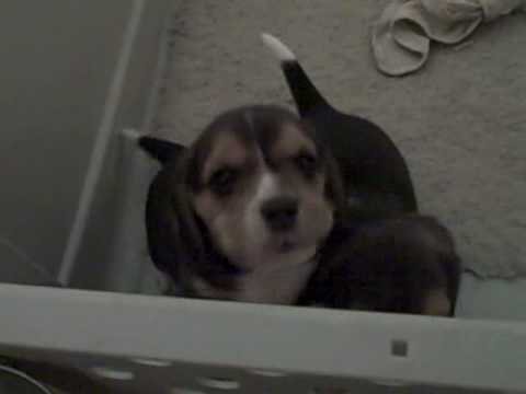 Howling Baby Beagle - YouTube