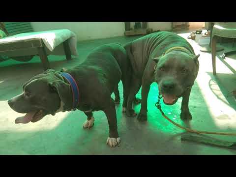 pit bull Mating