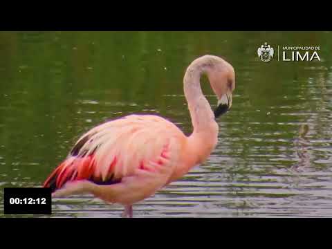 30 segundos de Pantanos de Villa | Aves del humedal