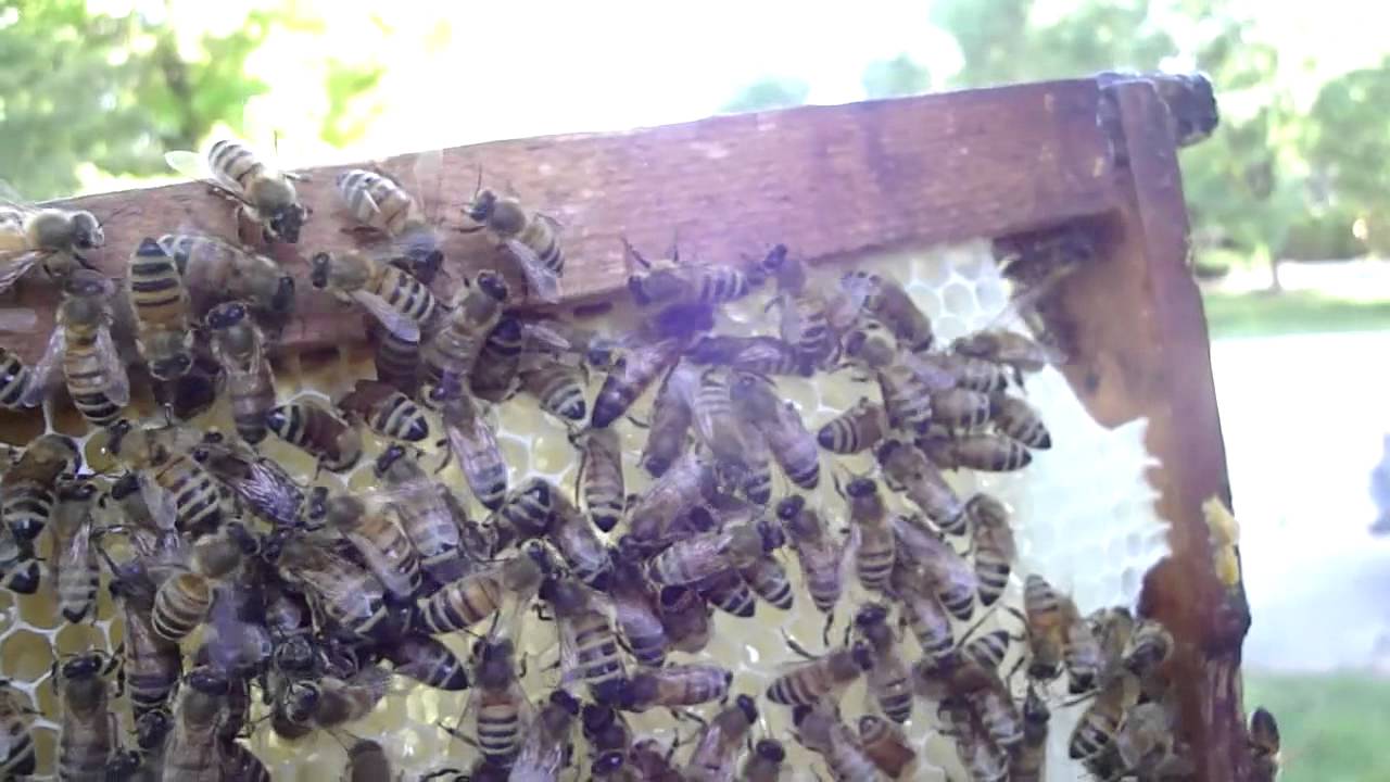 Queen Bee Pulled Out of Hive by Worker Bees During Tree Trap Out. - YouTube