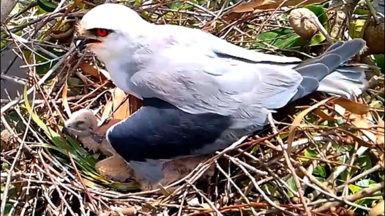 Black winged kite birds at the nest, crouching with their young, taking ...