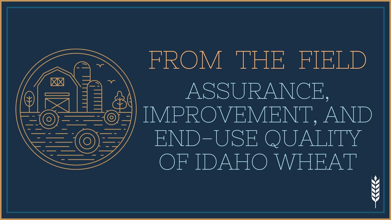 Assurance, Improvement, and End-Use Quality of Idaho Wheat - YouTube