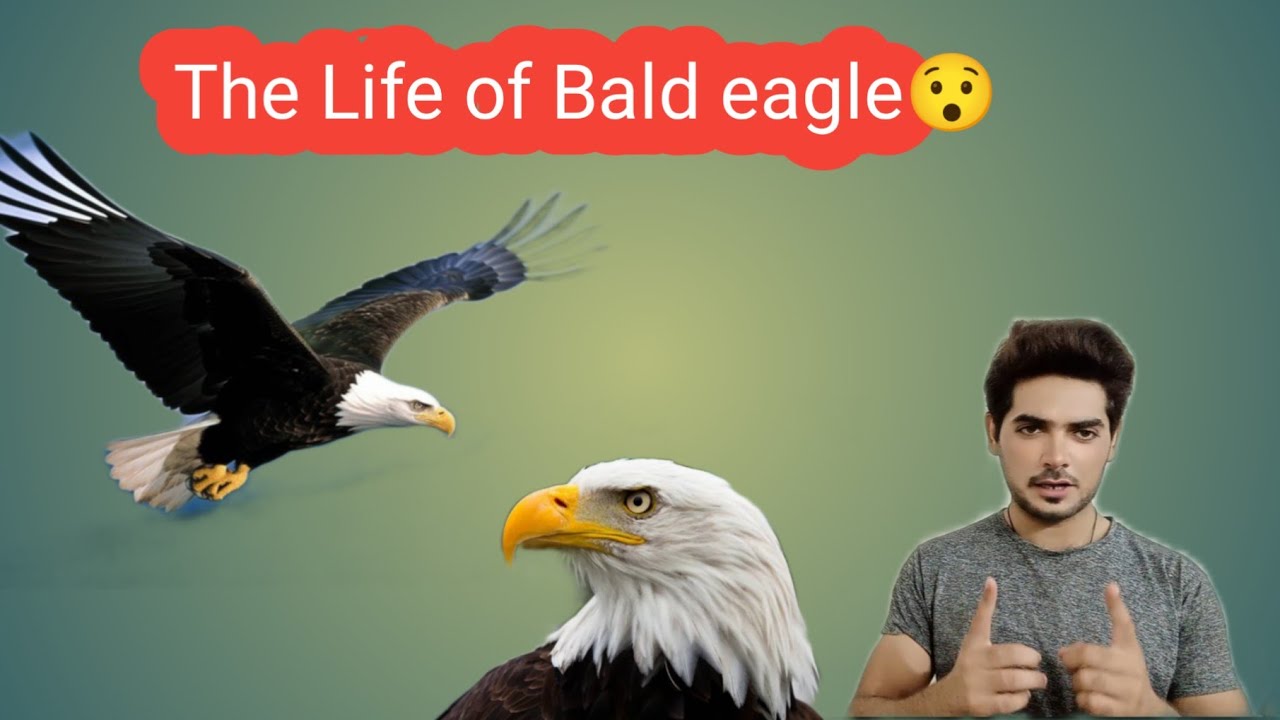 "The Majestic Life of a Bald Eagle: From Hatchling to Apex Predator ...