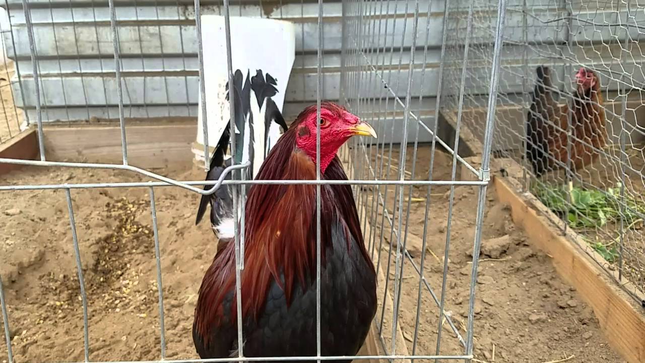 CARDINAL CLUB KELSO - YouTube