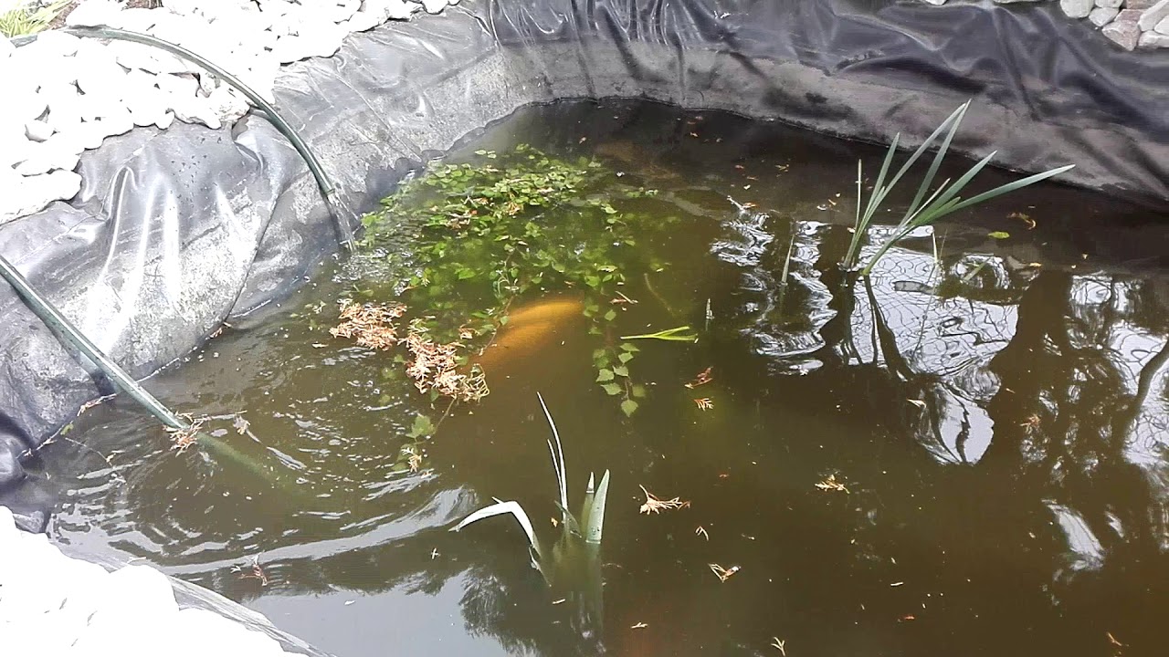 Złota orfa,jaź(tarło) - YouTube