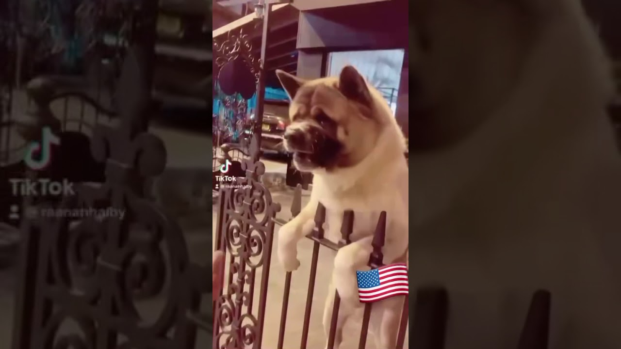 Toy the american akita attack guarding aggressive - YouTube