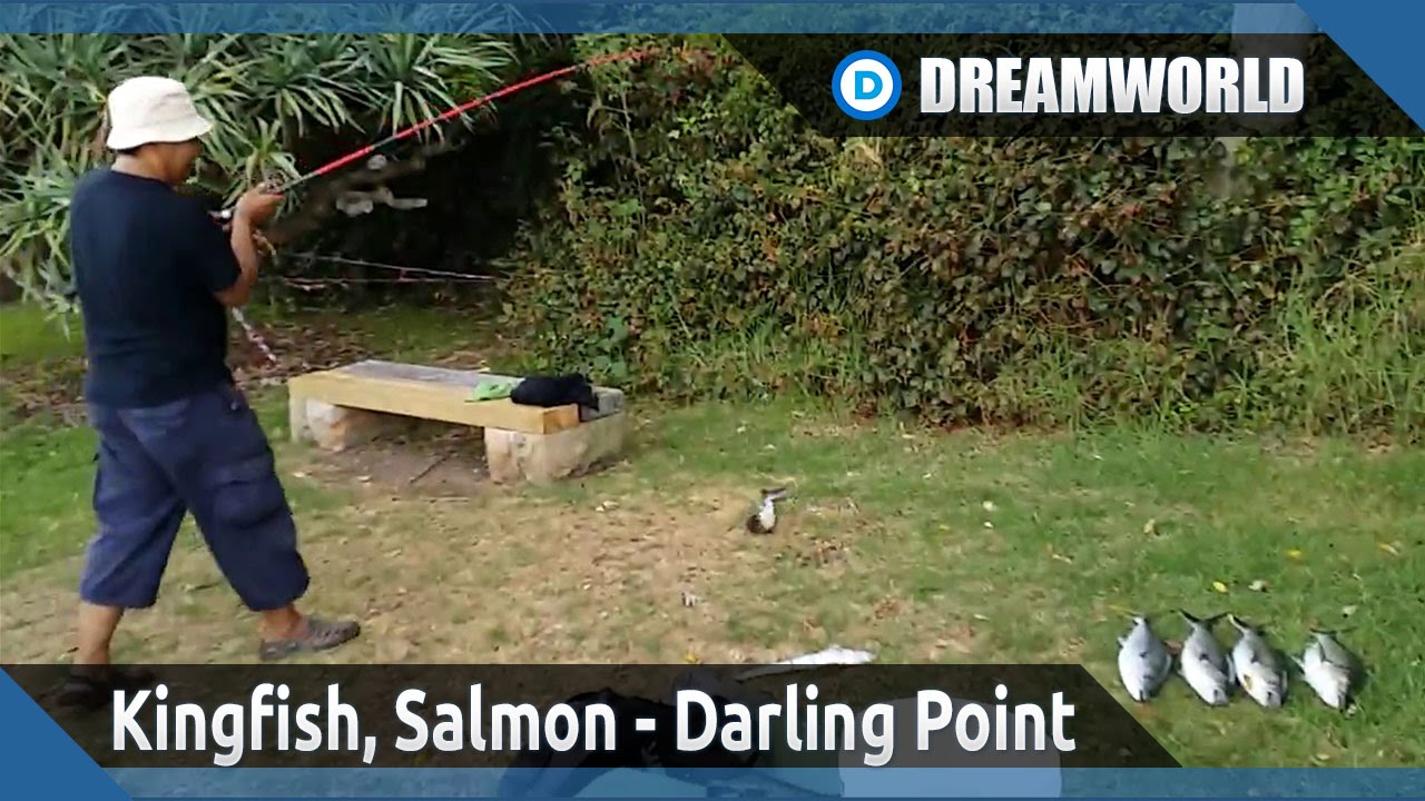 Kingfish and Australian Salmon - Darling Point Sydney - YouTube
