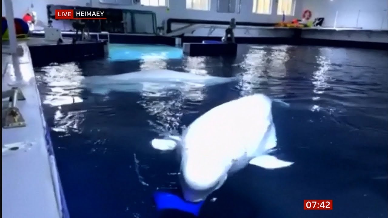 Little Grey & Little White (Beluga whales) update (3) (Iceland) BBC ...