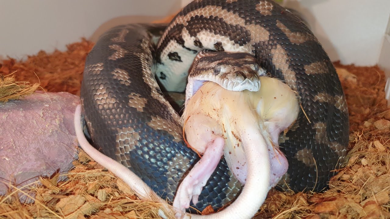 Carpet Python Eating Large Rat - YouTube