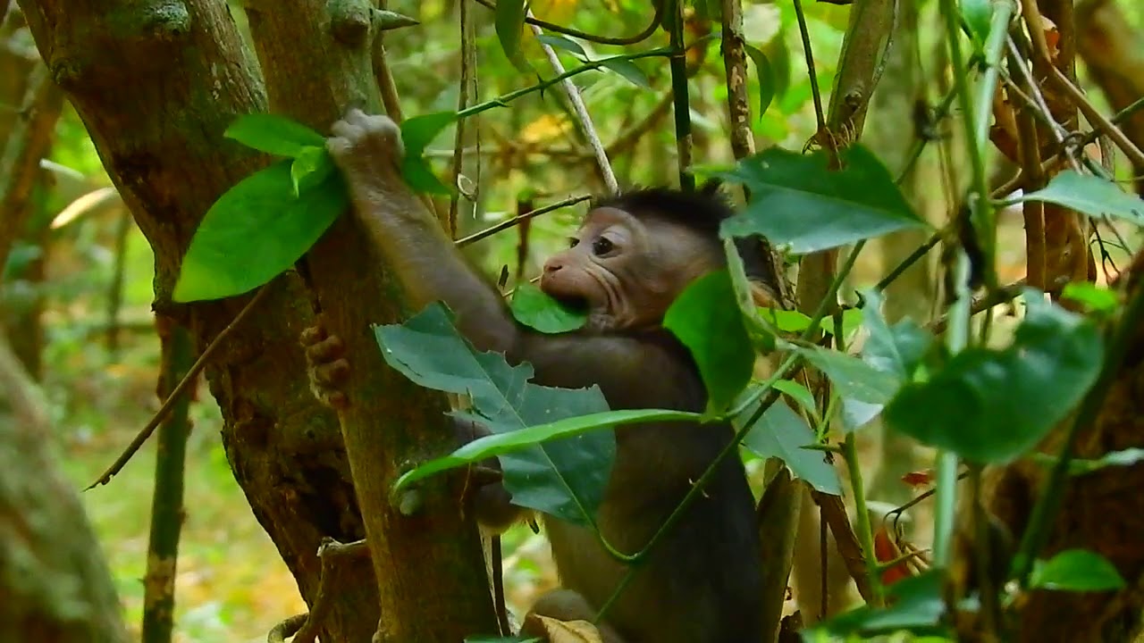 channel baby monkey lori monkey amari - YouTube