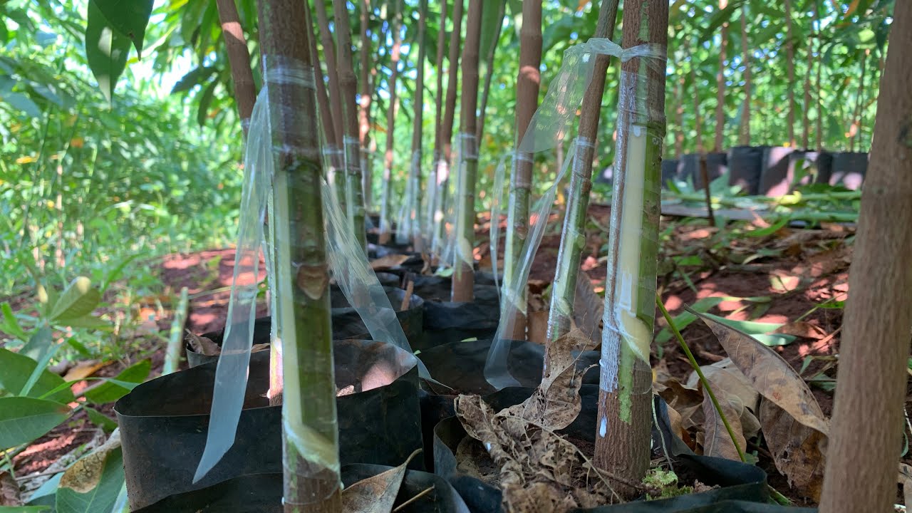 Easy ways to breed rubber trees - YouTube