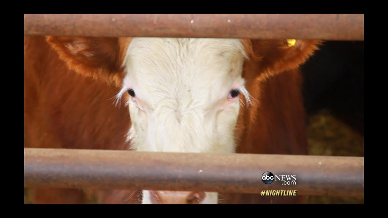 ABC Nightline: Oklahoma Cops Wrangle Meth Addicts Stealing Cattle for ...