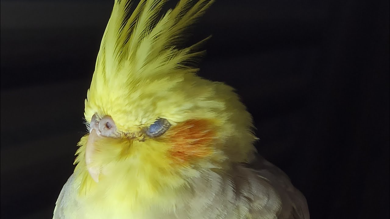 Cockatiel Sounds Youtube