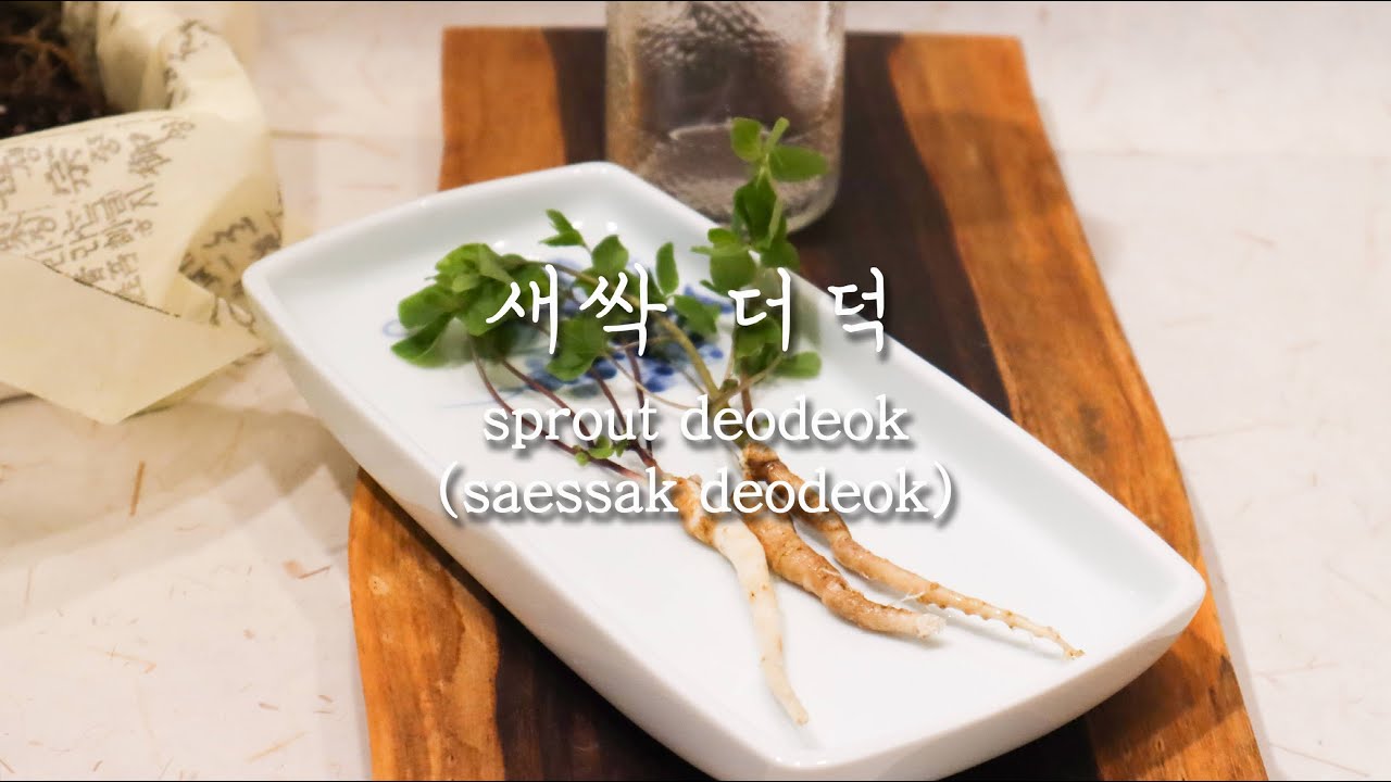 새싹더덕으로 만드는 더덕주 & 더덕전 Sprout deodeok liquor & Pan-fried battered deodeok ...