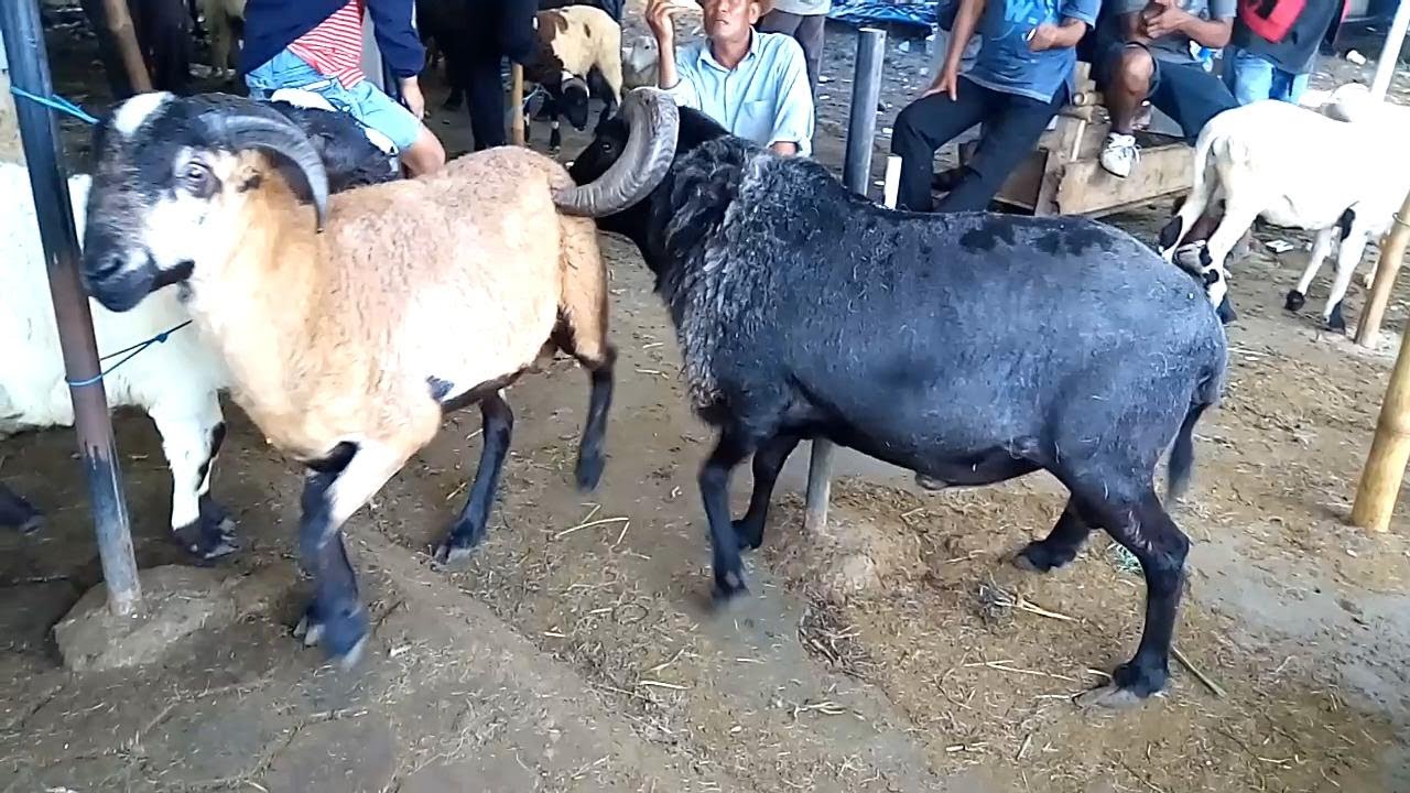 Wow Is Cool - Incredible Black Male Sheep - Top Quality Male Sheep ...