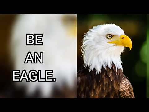 Be an eagle.//WhatsApp status video.//Todaythought //#anyonecando