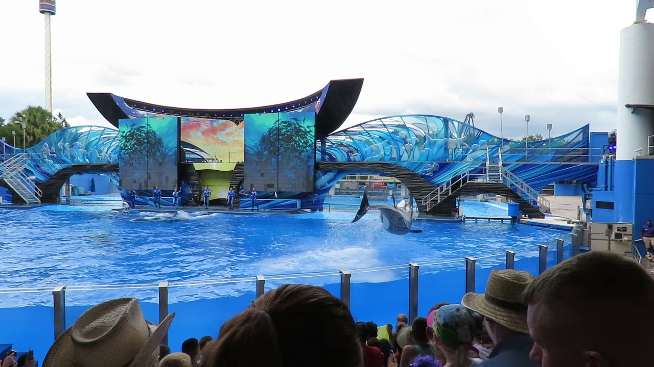 KILLER WHALE SLIDES OUT OF POOL & 360 DEGREE SPIN & WHALES LEAP ...