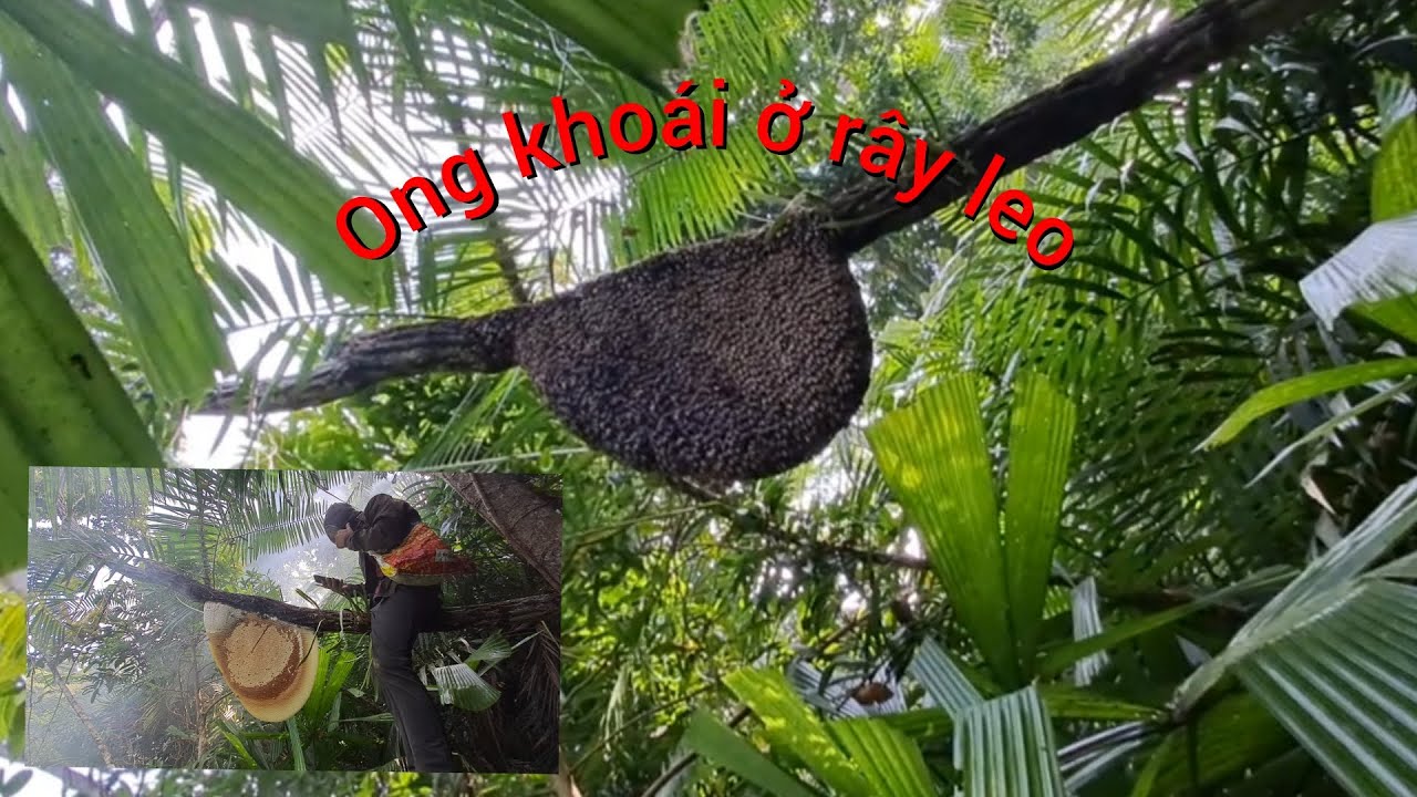 Tập 23. Bắt ong ở rây. 5ky #ongrungtaynguyen47 - YouTube