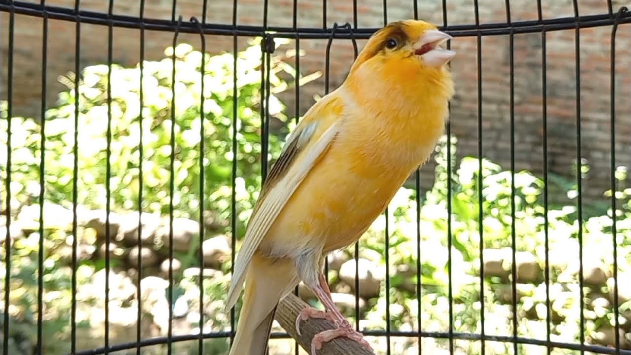 Canary birdsong, effective for training young canary birds - YouTube