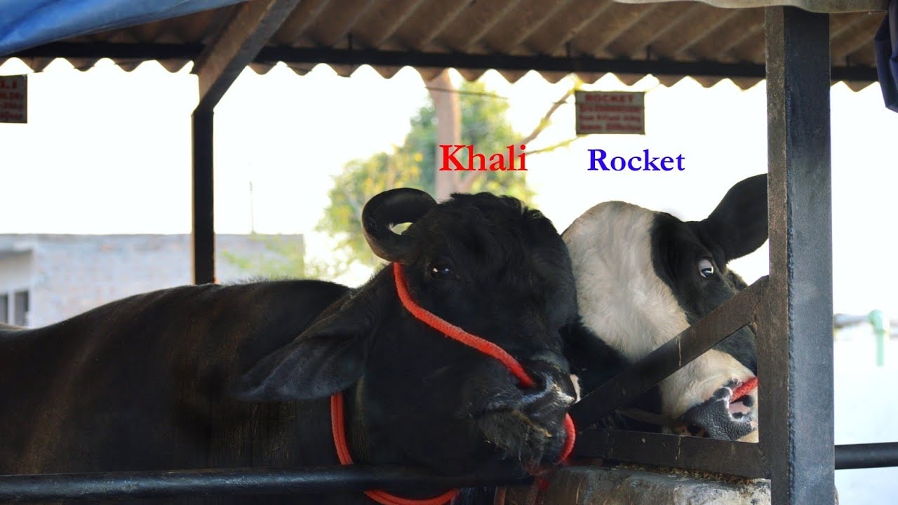 Khali bull and khali toor farm welcome dairy farmers #khalibull #murrah ...