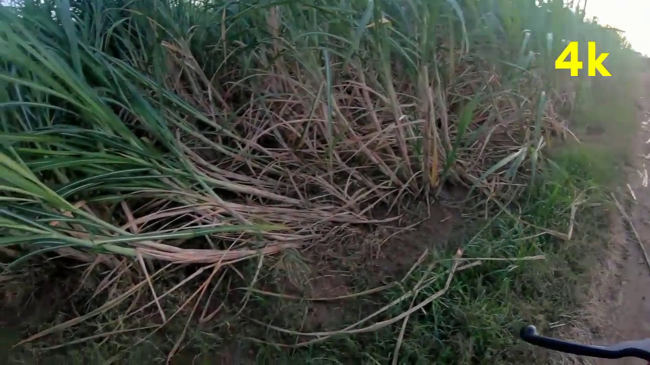 Sugar Cane Farm || Village Secret || Fields and crops || Wheat Crops ...