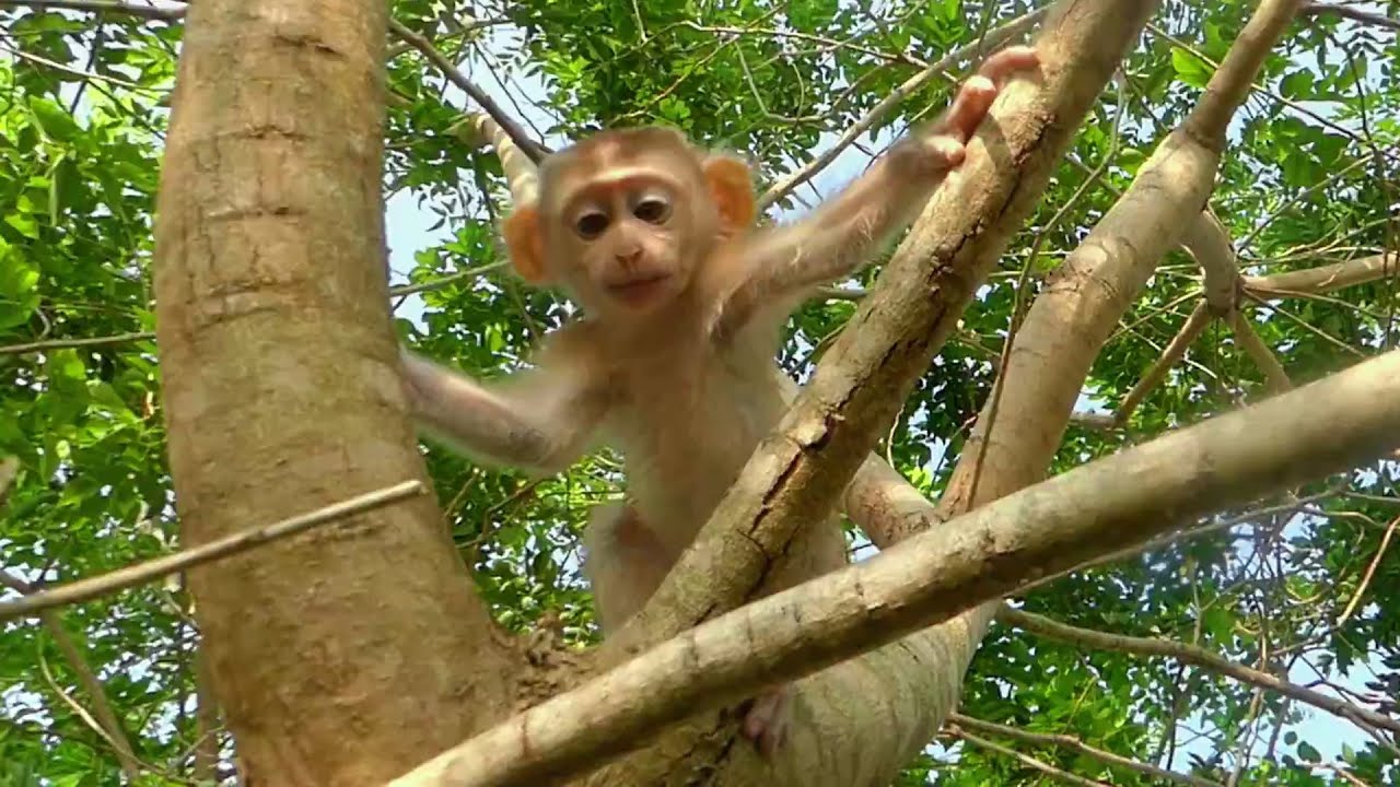 Monika monkey play on big tree first time - YouTube