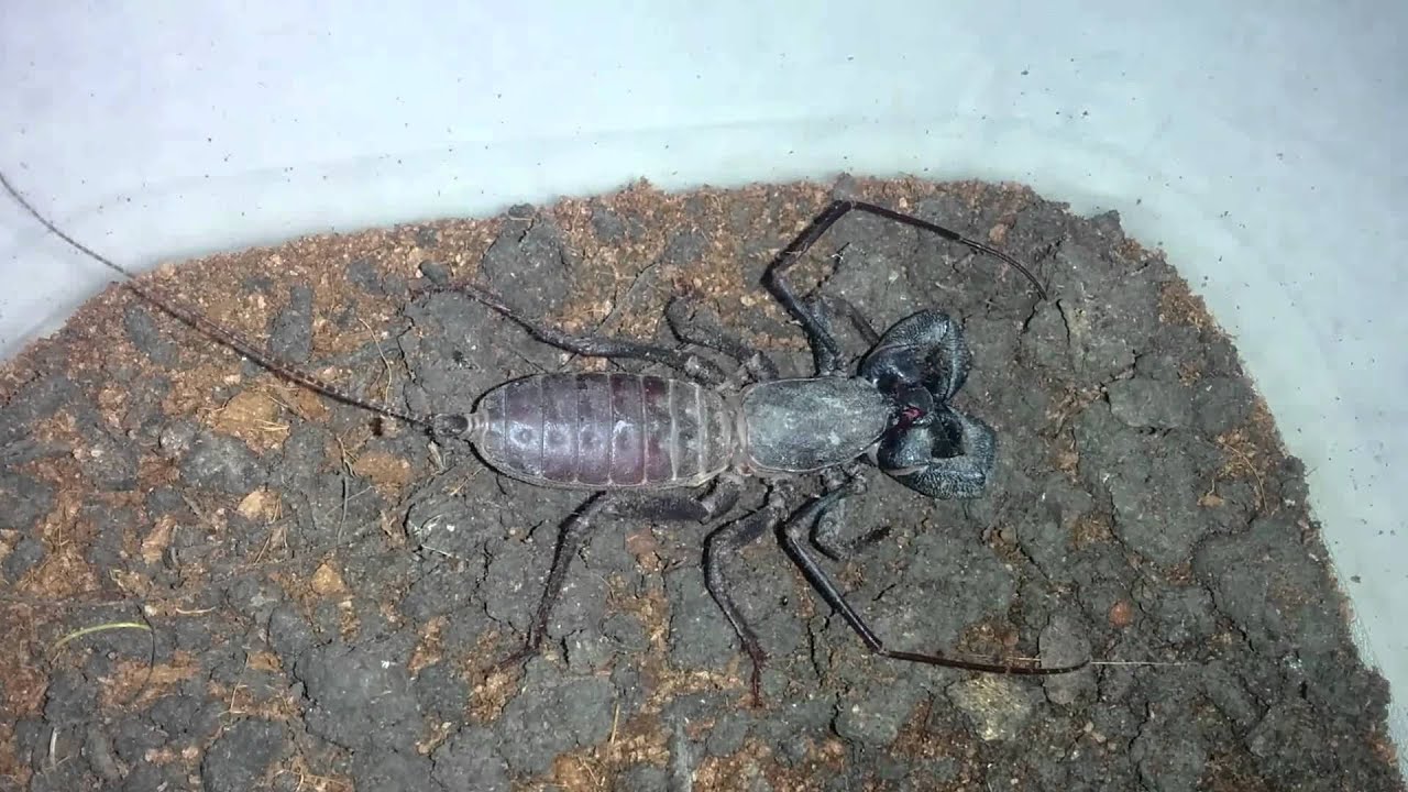 Vinagrillo cazando (Mastigoproctus giganteus) - YouTube