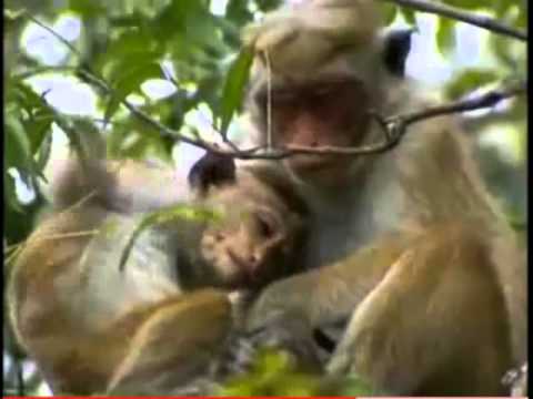 Mp3 singe - mallopec