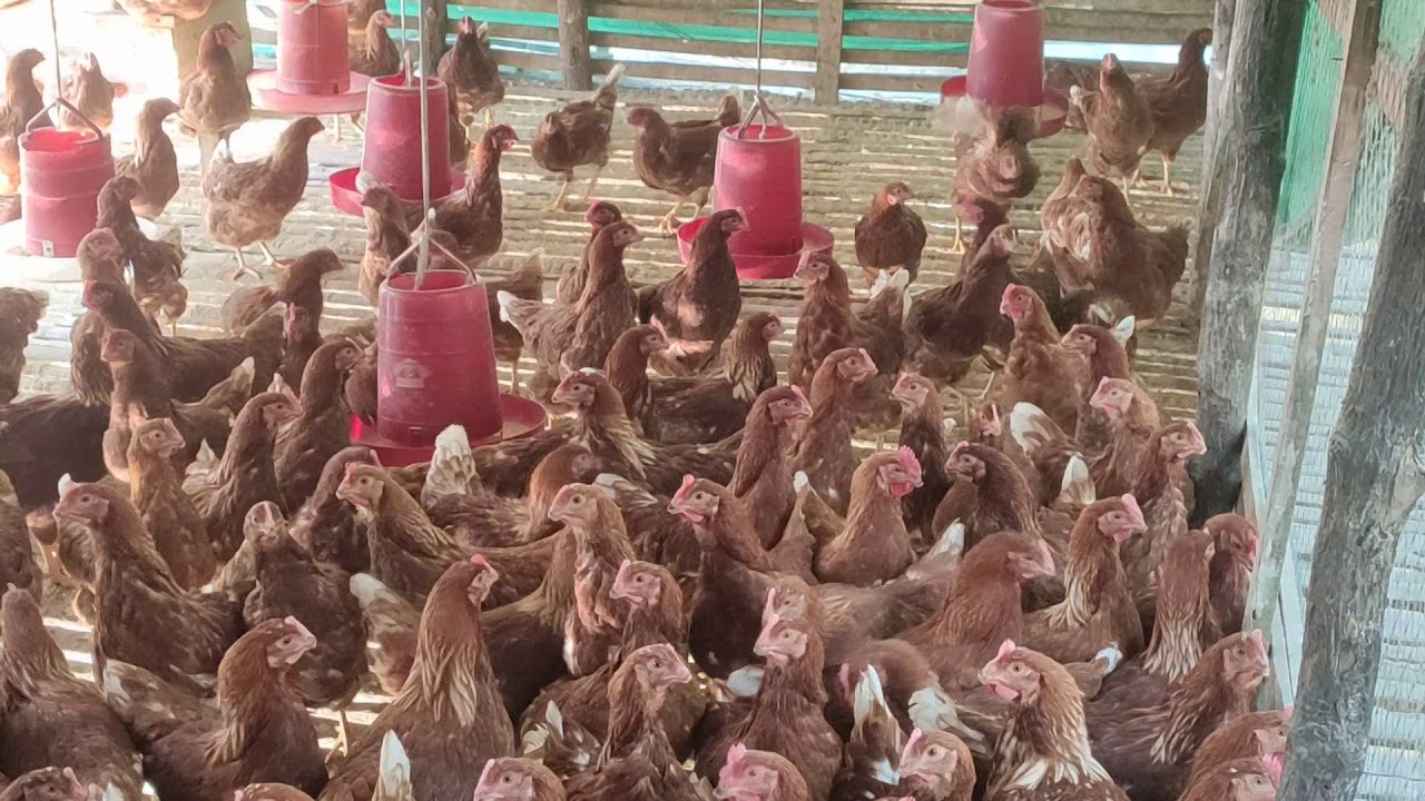 layer hen farming। 5 month old. - YouTube