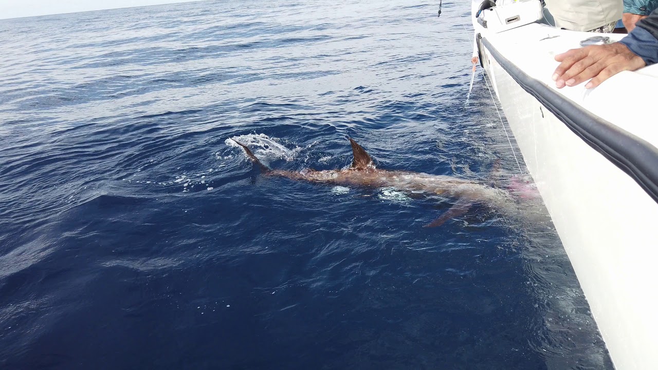 Marlin In Seychelles 2019 Feb - YouTube