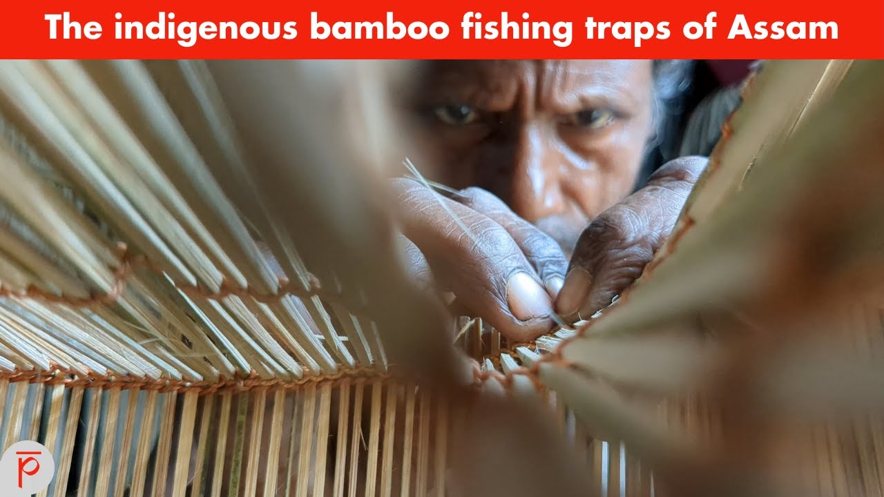 The indigenous bamboo fishing traps of Assam - YouTube