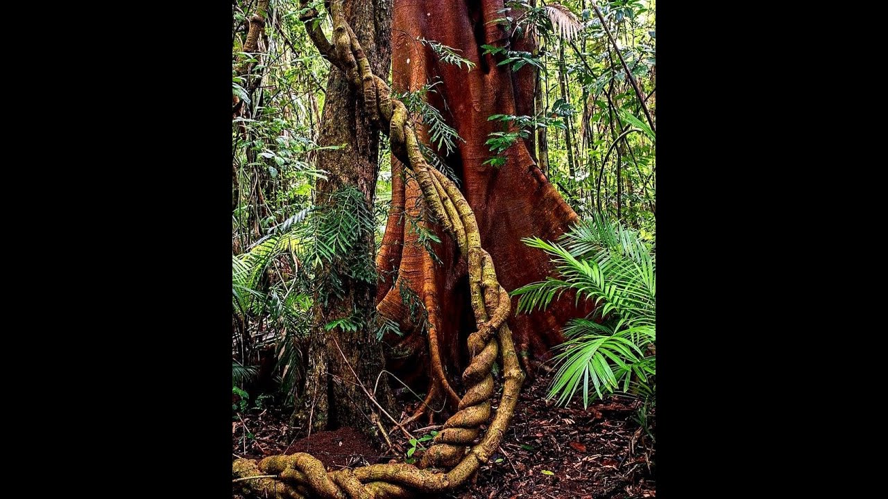 AYAHUASCA by Anael (sound healing) - YouTube