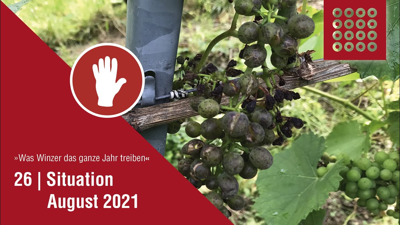 26 Allgemeine Situation im August 2021 - YouTube